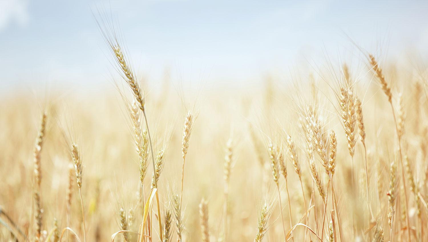 Understanding the Basics | Natural Foods General Store